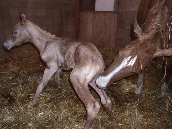 How to Assist a Mare Giving Birth - Grit